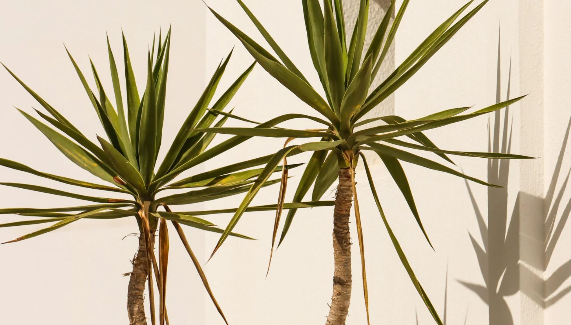 Yucca Palme Wachst Schief